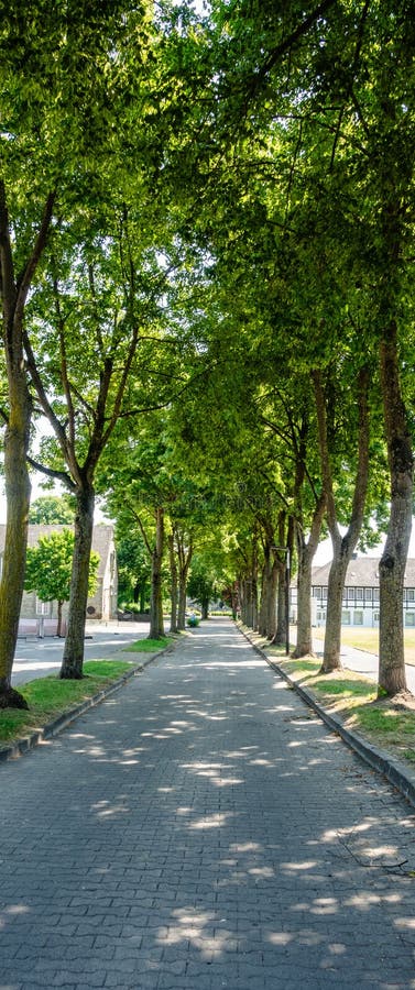 A Tree Lined Walkway with a Brick Path Stock Image - Image of brick ...