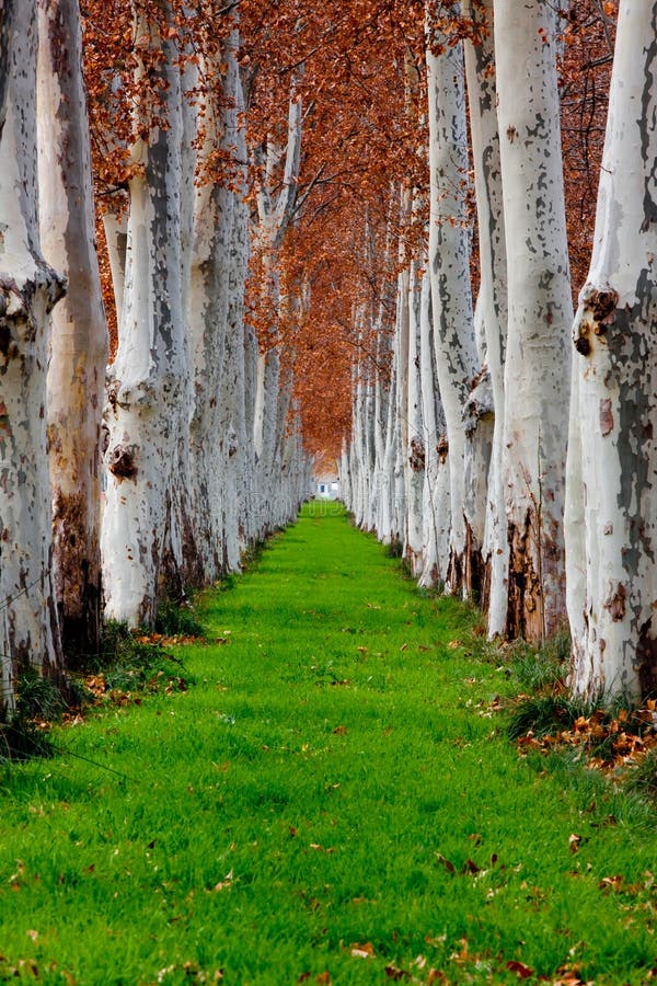 Tree lines stock photo. Image of leaf, point, grass, landscape - 28037980