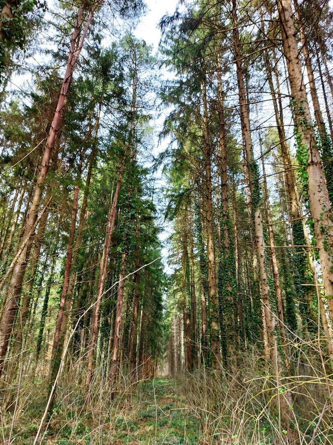 Tree lines on a tree trunk stock photo. Image of perspective - 148257104