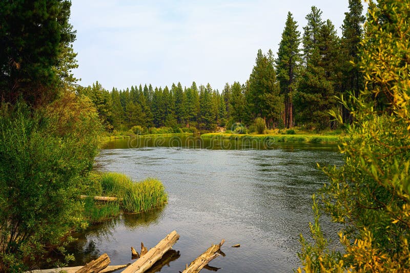 A TREE LINES PORTION of the DESCHUTES RIVER with FOLIAGE on the BANKS ...