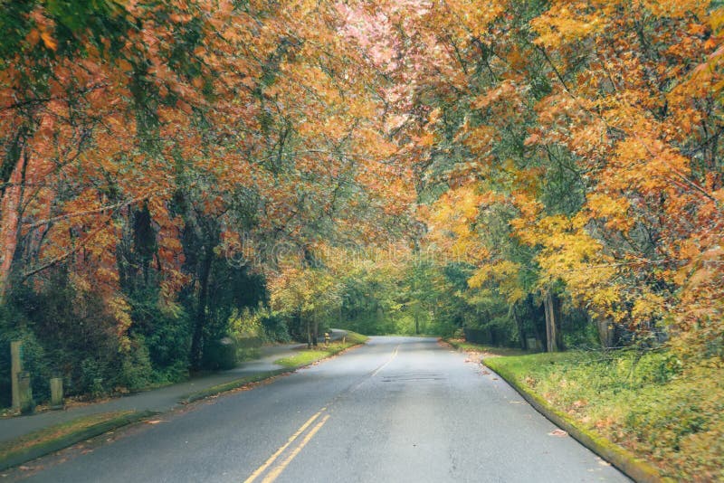 A Tree Lines Road in Seattle Washington in the Early Fall with Leaves ...