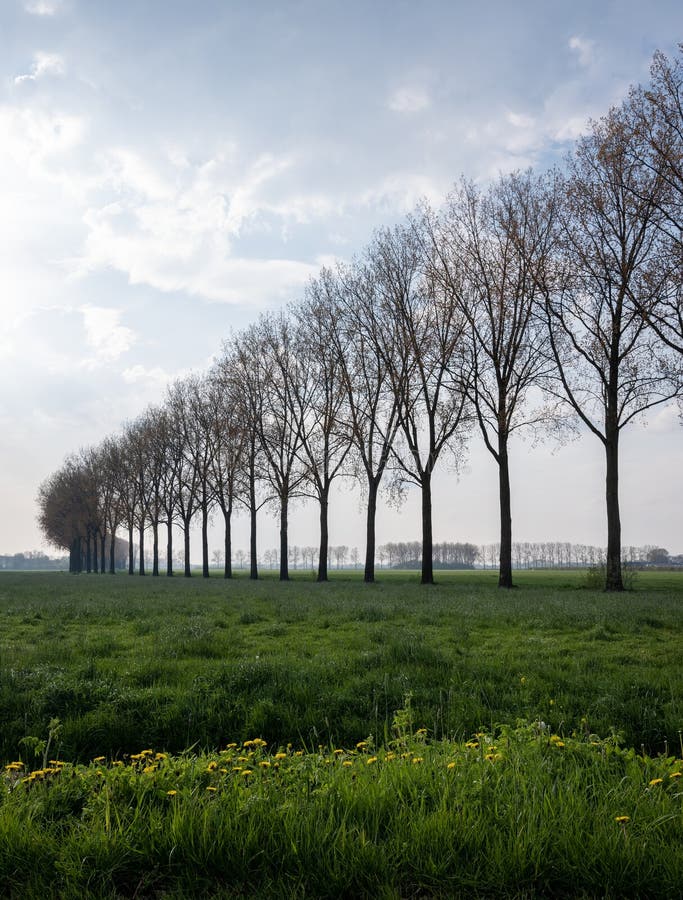 Tree Lines and Spring Flowers in the Netherlands Under Cloudy Sky Stock ...