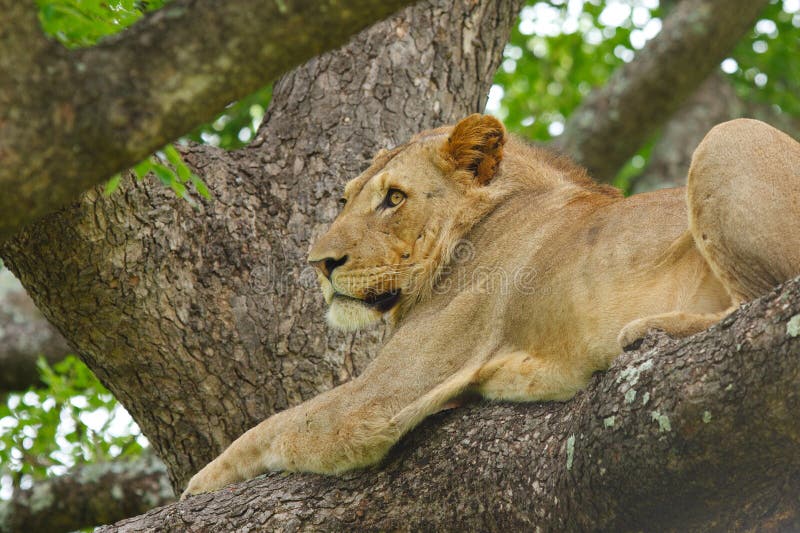 Tree Lion stock photo. Image of king, eyes, feline, leopard - 17845368
