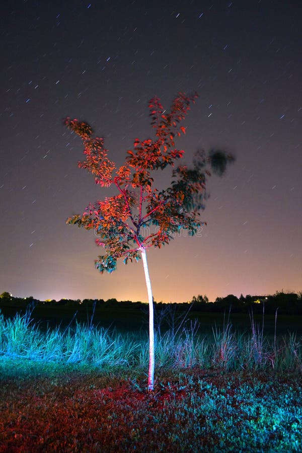 Tree lit at night stock photo. Image of colored, flash - 2811118