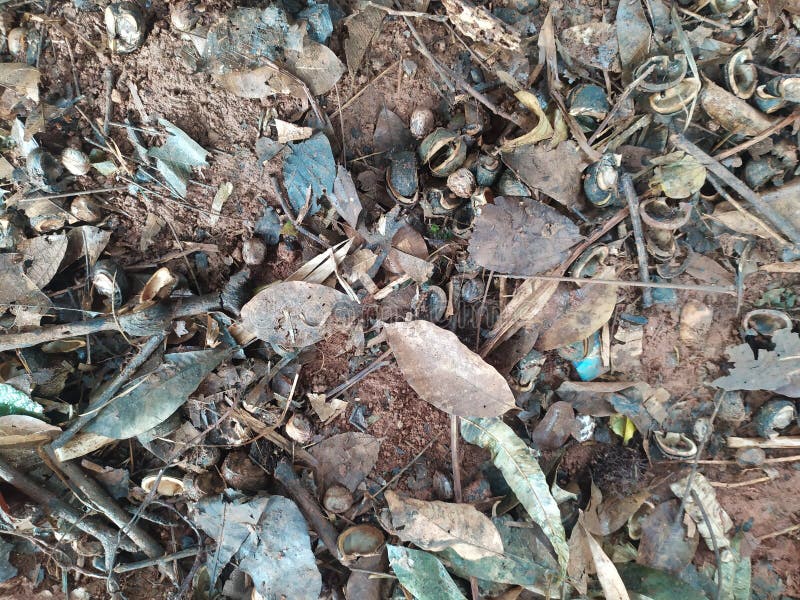Tree litter stock photo. Image of soil, green, leaf - 209882732