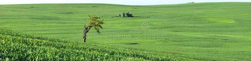 Tree and Little Farm House in Green Fields Stock Image - Image of ...