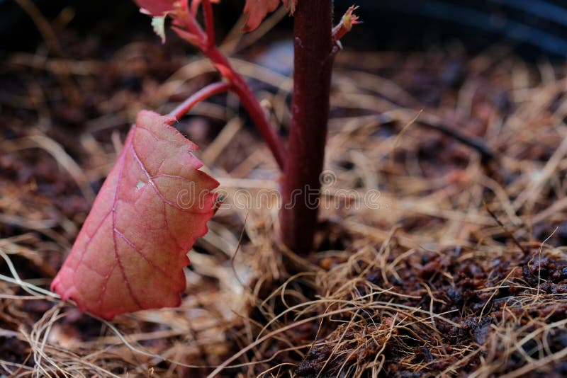 Tree stock photo. Image of growing, maple, little, tree - 116002016