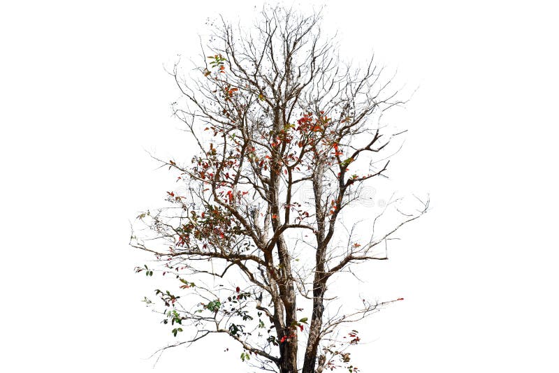A Tree with Little Leaves on a White Background Stock Photo - Image of ...