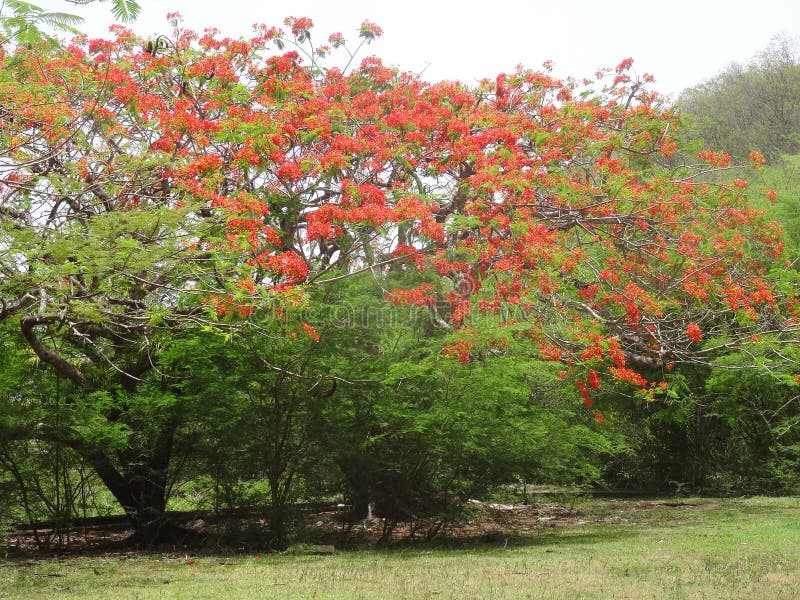 A Tree with a Little Red Flower Stock Photo - Image of flower, shrub ...