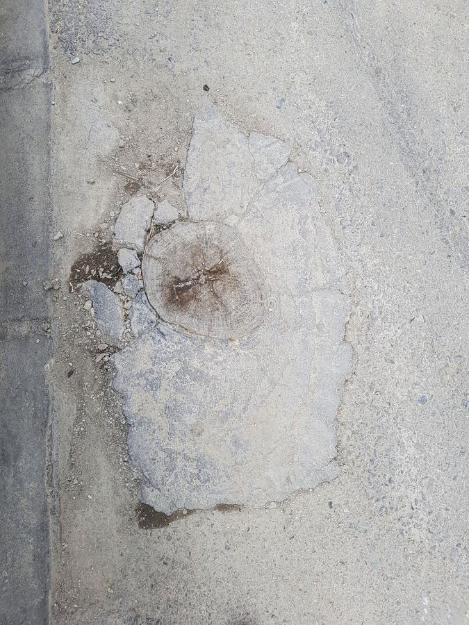 The Rest of the Tree Cut Off the Stem Stock Photo - Image of material ...