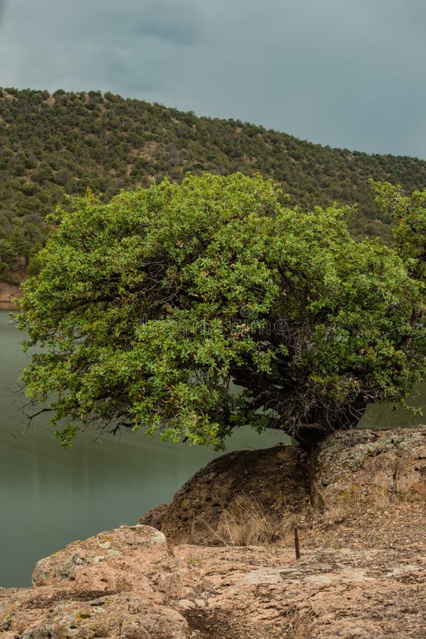 Tree living on the edge. stock photo. Image of blue, water - 54870416