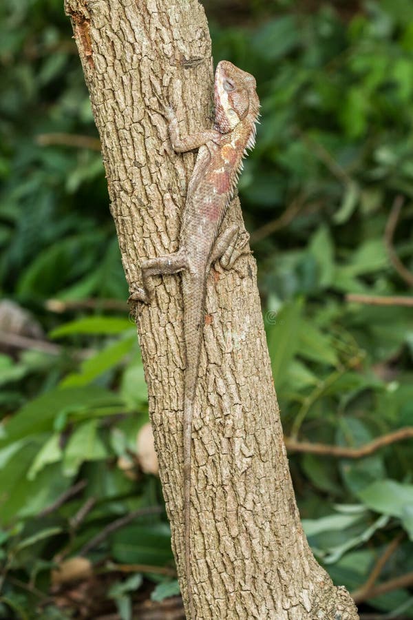 Tree lizard stock photo. Image of natural, background - 32953258