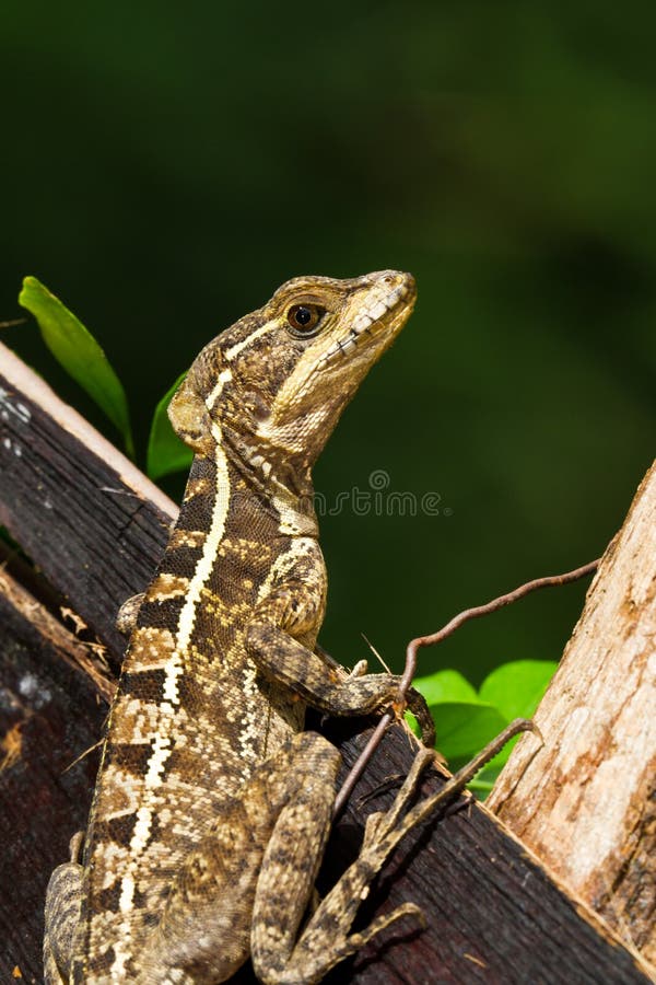 Tree lizard stock image. Image of tropical, wild, central - 35932149