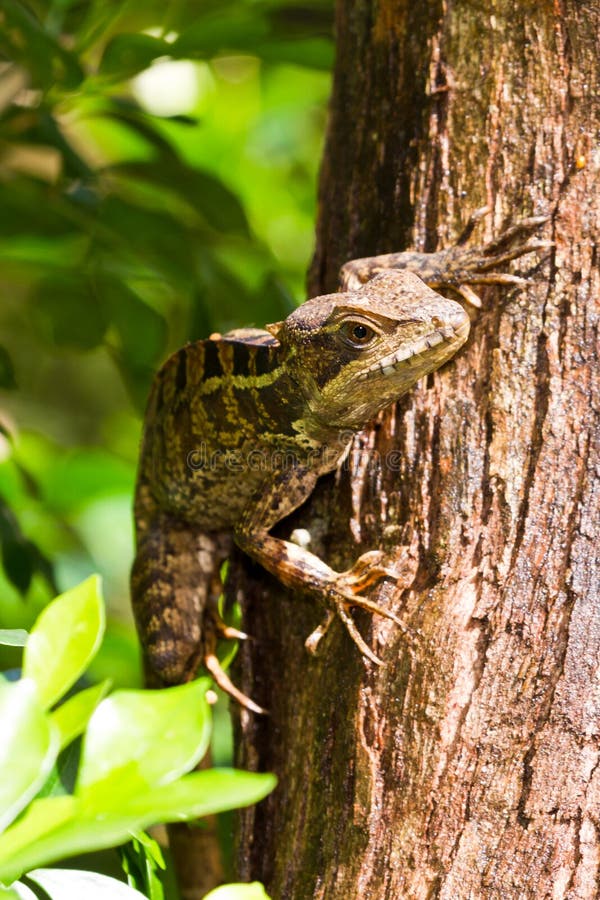 Tree lizard stock photo. Image of animal, wild, climb - 36052474