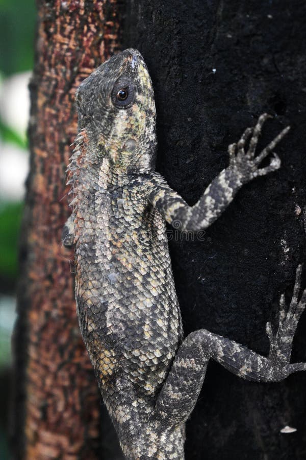 A Lizard Climbing a Tree Trunk Stock Photo - Image of nature, reptile ...