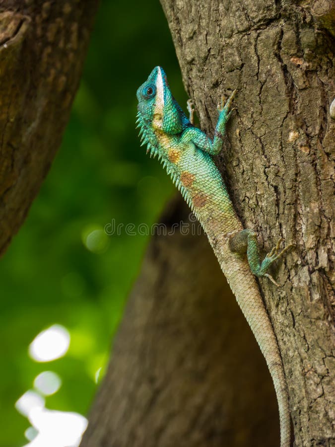 Tree lizard stock photo. Image of macro, jungle, natural - 41884162
