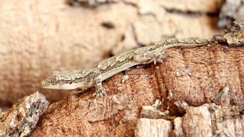 Tree Lizard stock photo. Image of creepy, outdoor, wood - 140862066