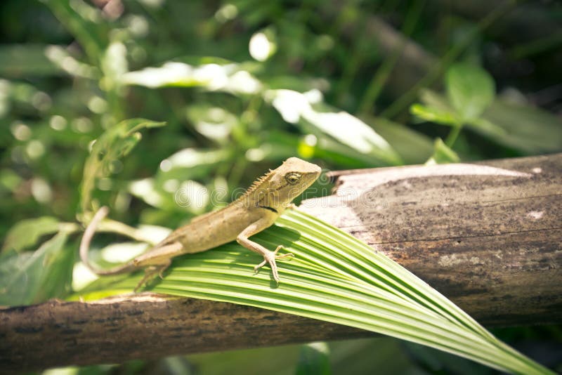 Tree lizard stock photo. Image of amphibian, creature - 99568946
