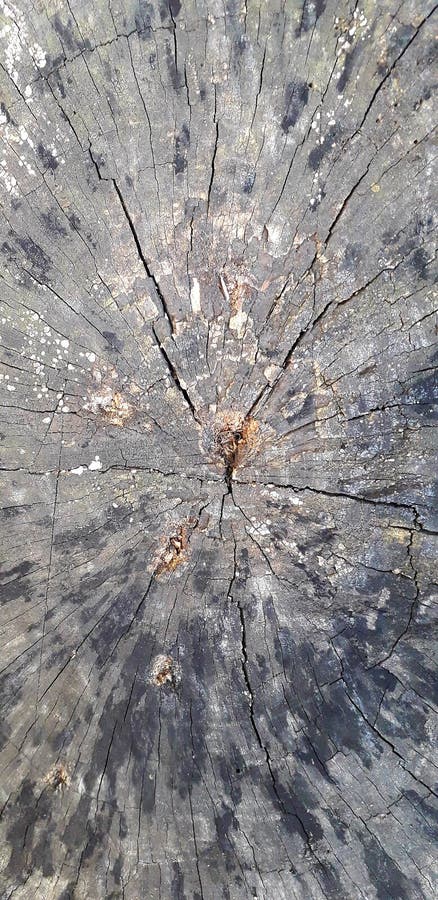 Tree loaf as wallpaper stock image. Image of winter - 261502671