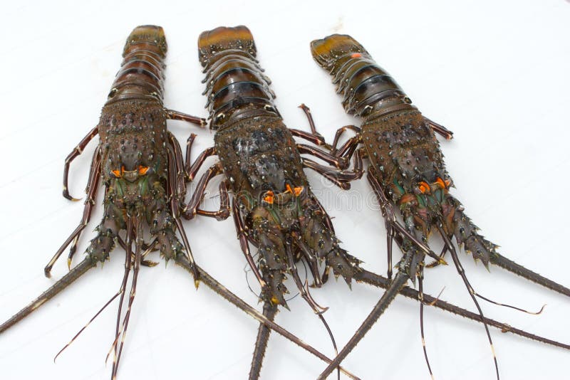 Tree lobsters stock photo. Image of crayfishing, bite - 2415124