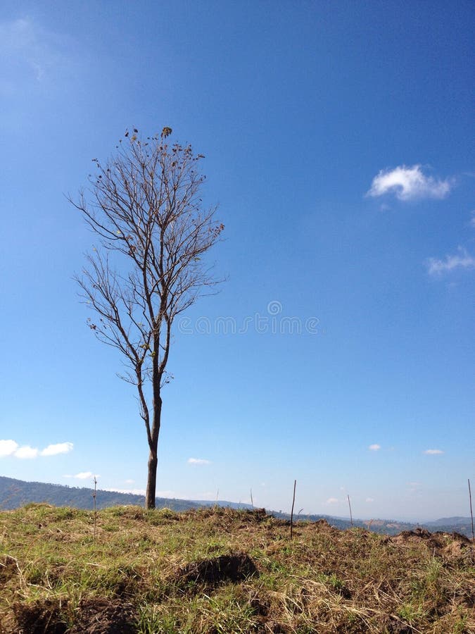 Tree stock image. Image of loei, cold, mountain, thailand - 42575329