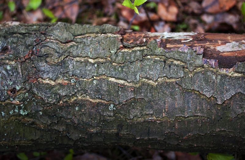 Tree Log with Bark in the Wood Close Up. Stock Photo - Image of ...