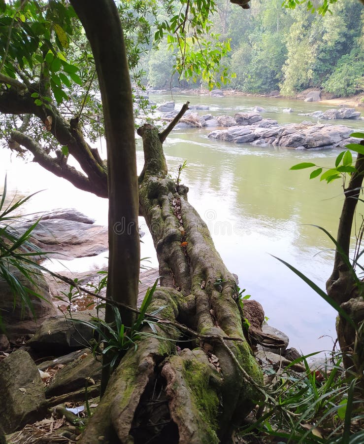 TREE LOG stock image. Image of leaf, branch, plant, flower - 251966053