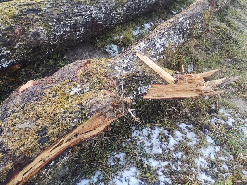 Tree Log, Broken, Green, Wood, Beautiful Stock Image - Image of green ...