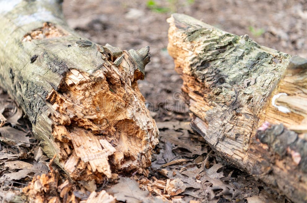 Close Up of a Tree Log Broken in Half on Ground Stock Photo - Image of ...
