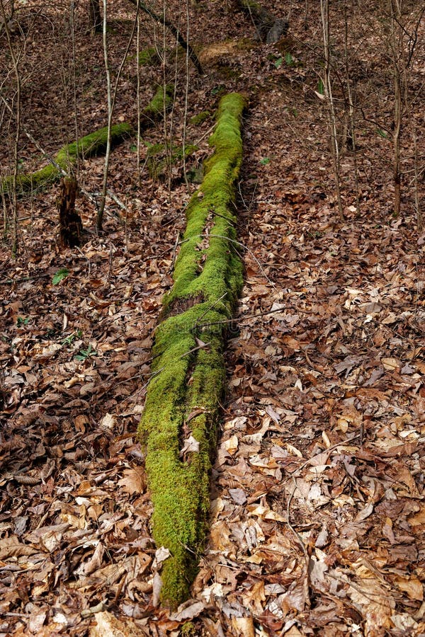 Tree log covered with moss stock image. Image of timber - 271774509