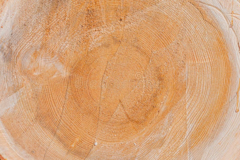 Tree Log Cross Section stock photo. Image of wooden, cross - 69850012