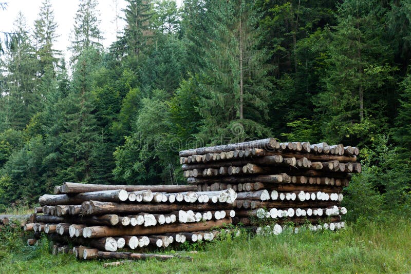 Tree Log Cut, Forest Countryside. Nature Material Stock Photo - Image ...