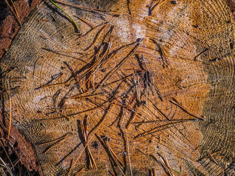 A tree log in the forest stock photo. Image of luscious - 173004242