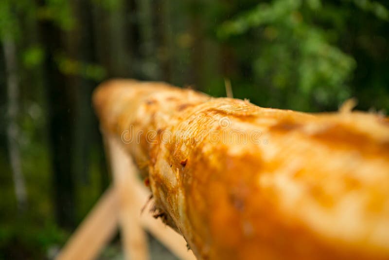 Tree log in forest stock image. Image of forest, tree - 100300413