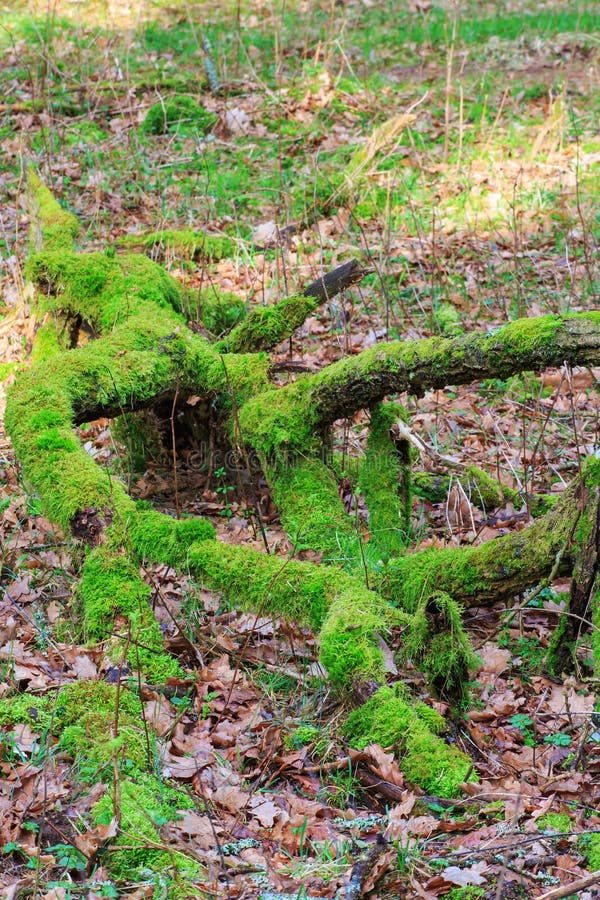 Tree log on the ground stock image. Image of naturel - 55679413