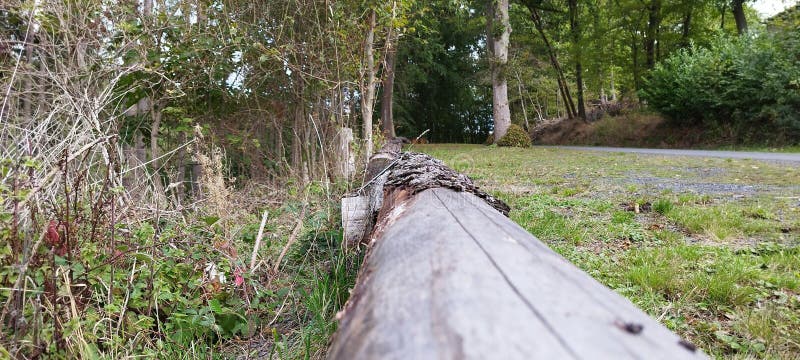 Tree Log on the Ground in the Forest Stock Photo - Image of ground ...