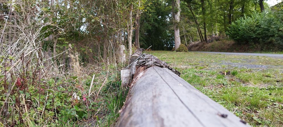 Tree Log on the Ground in the Forest Stock Photo - Image of ground ...