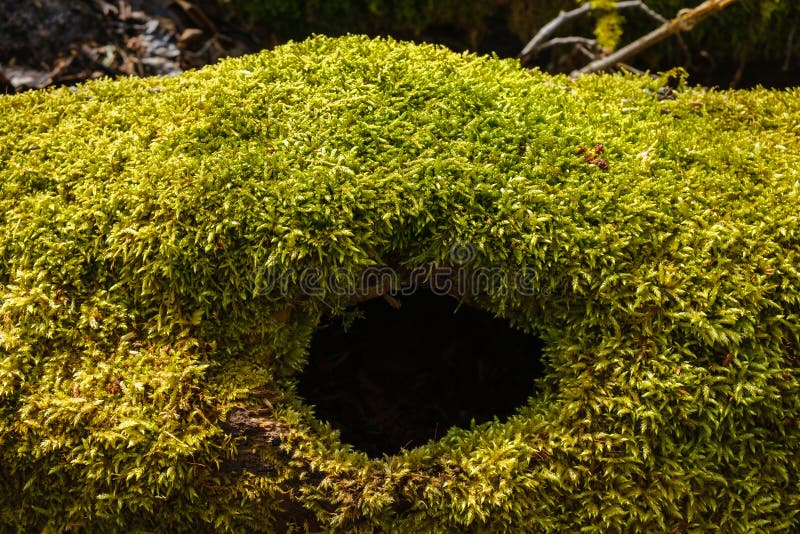 Tree Log with a Hole and Green Moss Stock Image - Image of frame ...