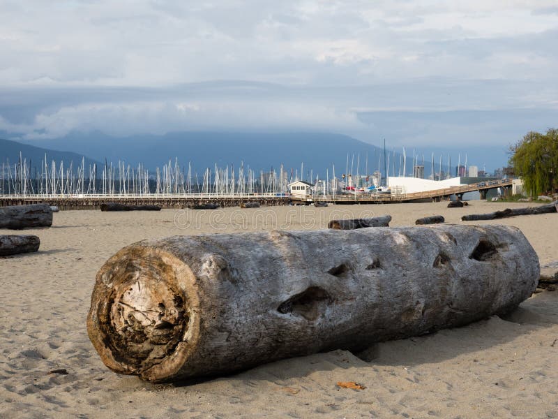 Tree Log on Jericho Beach in Vancouver Stock Image - Image of tree ...