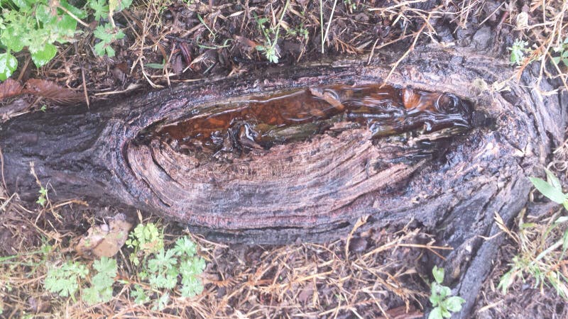 Tree Log Rain Tree Trunk Dry Stock Image - Image of plant, geology ...