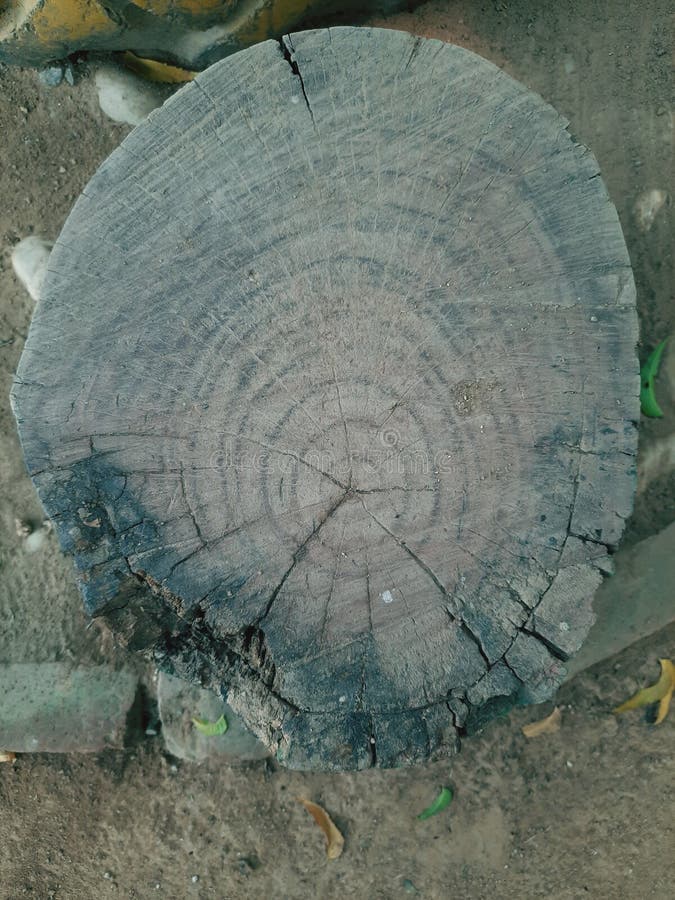 Tree Log Texture View Image Stock Image - Image of texture, tree: 162576837