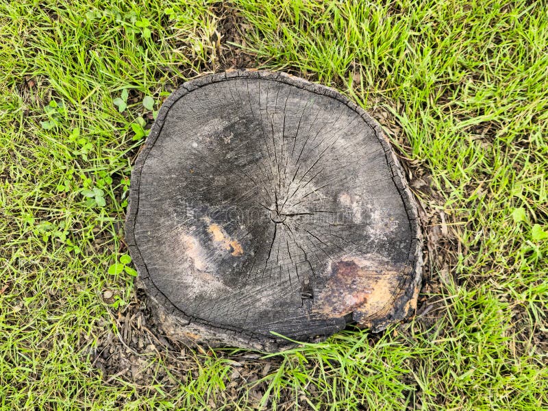 Tree Log. Tree Root Left in the Ground. Stock Photo - Image of wildlife ...