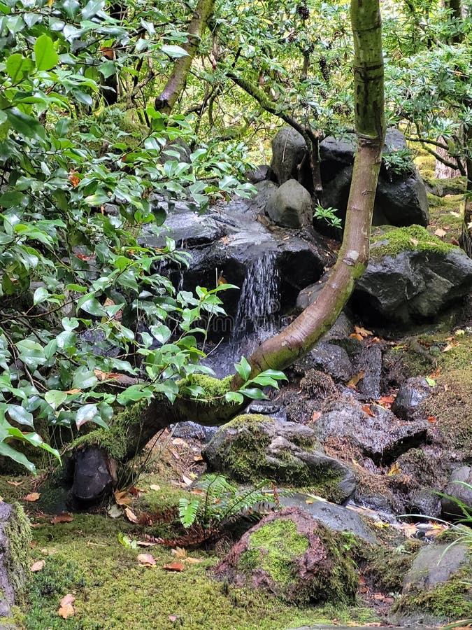 Tree log waterfall stock photo. Image of woodland, rock - 288438646