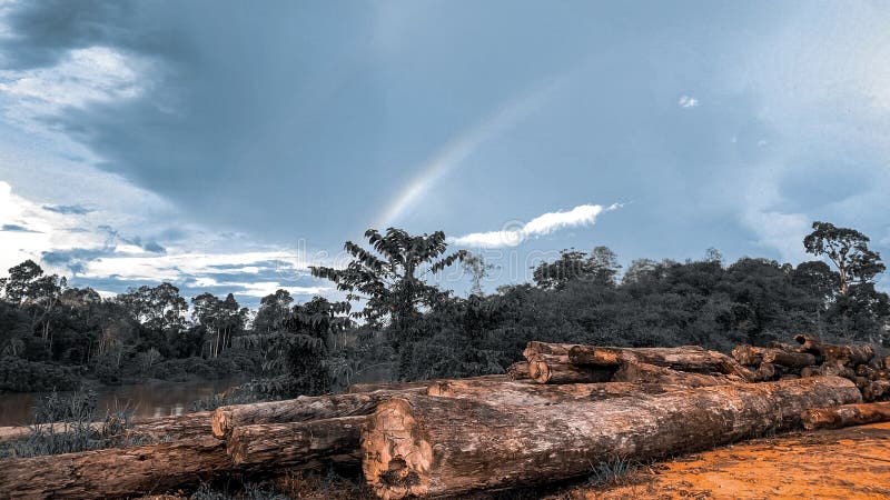 Tree logging stock photo. Image of borneo, logging, asian - 282410764