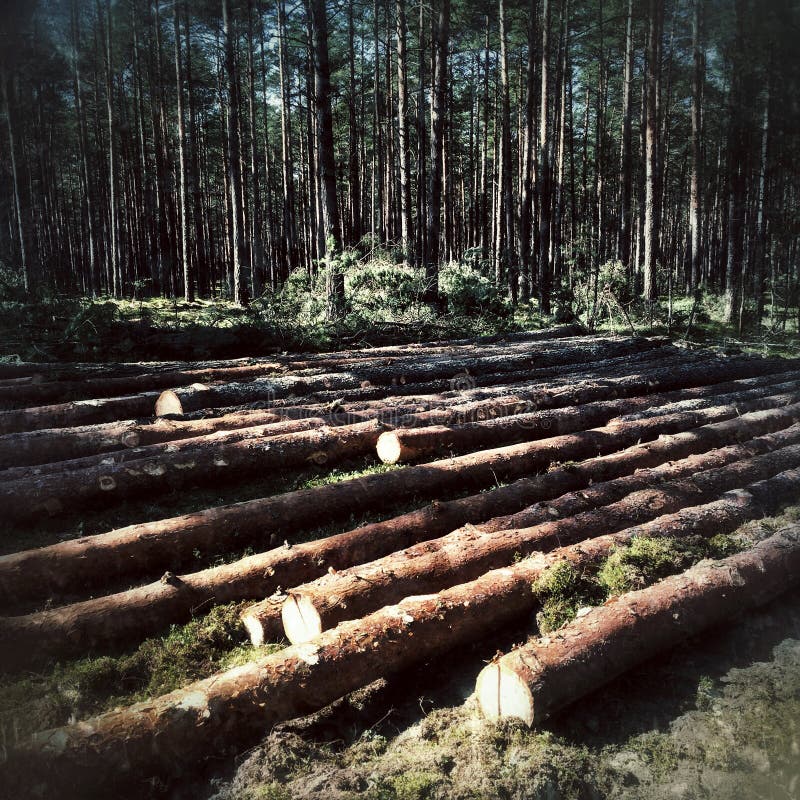 Tree logging stock image. Image of green, cutted, nature - 81527745