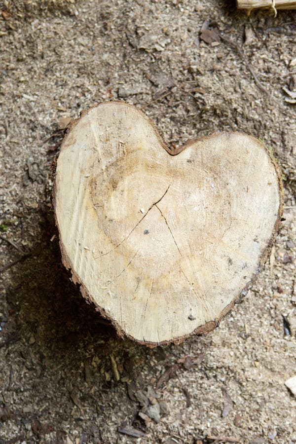 Tree cut up into logs stock image. Image of romantic - 188095635