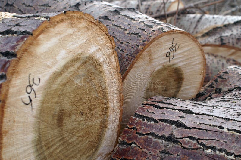 Tree logs stock image. Image of natural, pattern, background - 2034083