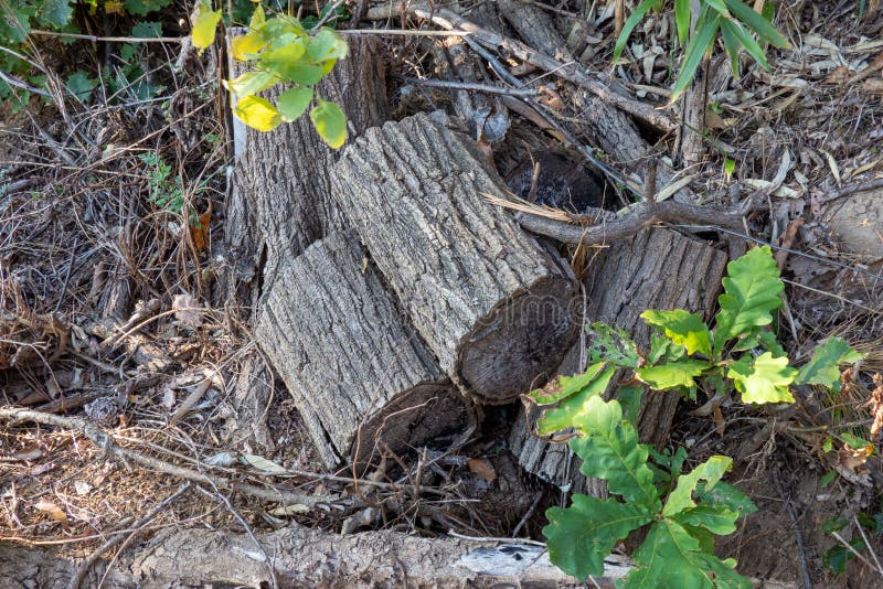 Tree Logs Abandoned in the Forest Stock Image - Image of tree ...