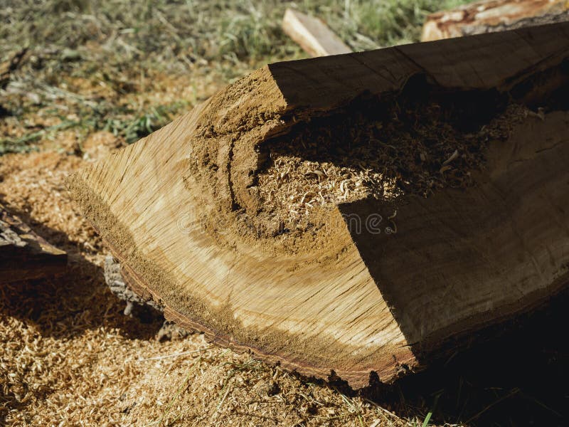 Tree Logs Cut by a Chainsaw. Stock Photo - Image of close, forest ...