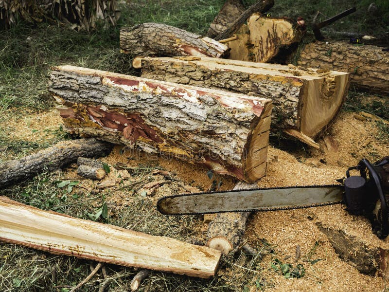 Tree Logs Cut by a Chainsaw. Stock Photo - Image of logs, ground: 227445530